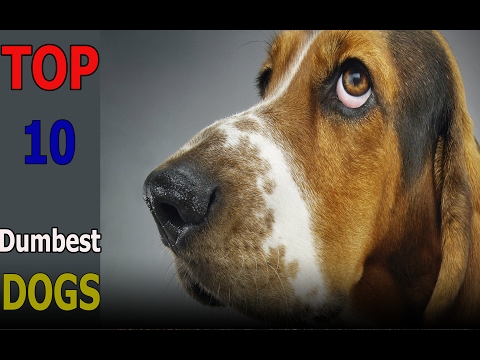 Top 10 dumbest dog breeds | Top 10 animals
