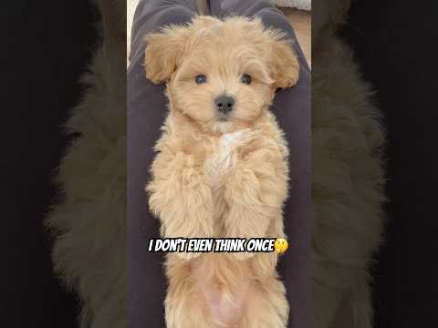 When mom does thinking for you🤔#puppy #puppies #shorts #pets #dogs #puppyvideos #cute #maltipoo
