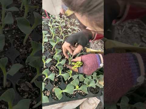 Excellent Watermelon Grafting Skill @RomFarm #farmingtech