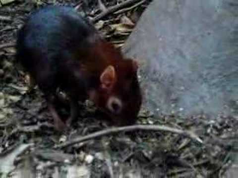 Une nouvelle espèce de musaraigne-éléphant découverte (vidéo) | Etrange ...