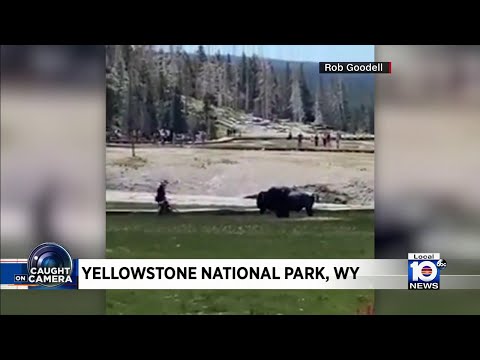 Man gored by bison in Yellowstone National Park