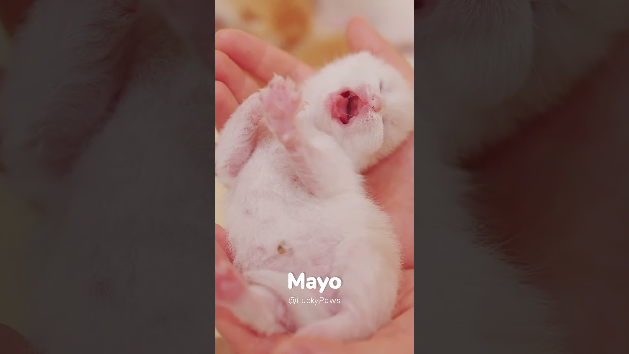 😆Cute Kitten Yawning and Meowing - #funny #cat #luckypaws