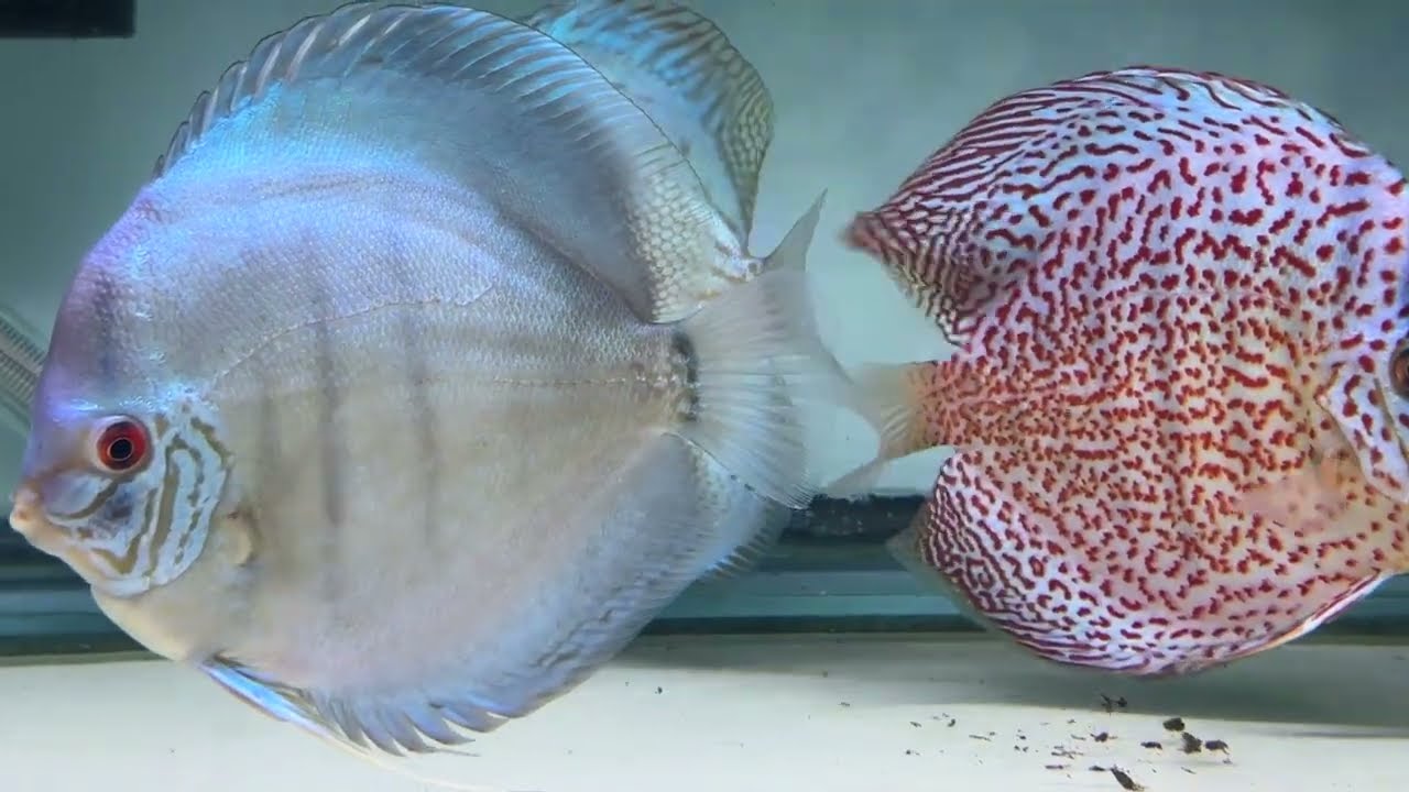 6.0-6.5