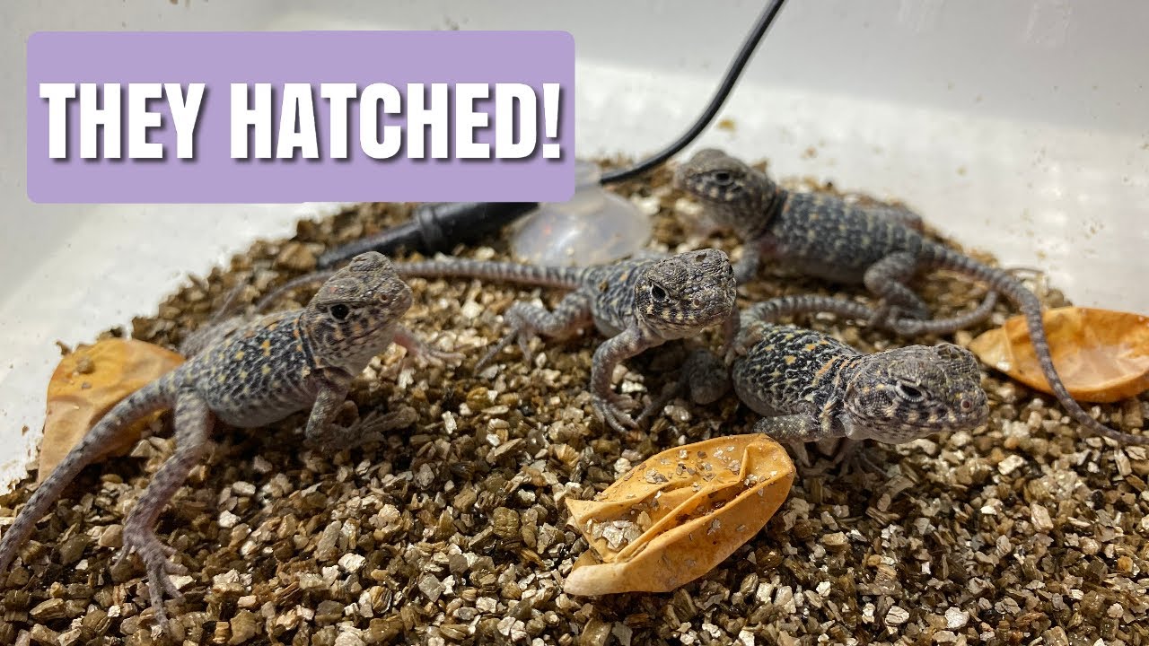 MORE BABY COLLARED LIZARDS!