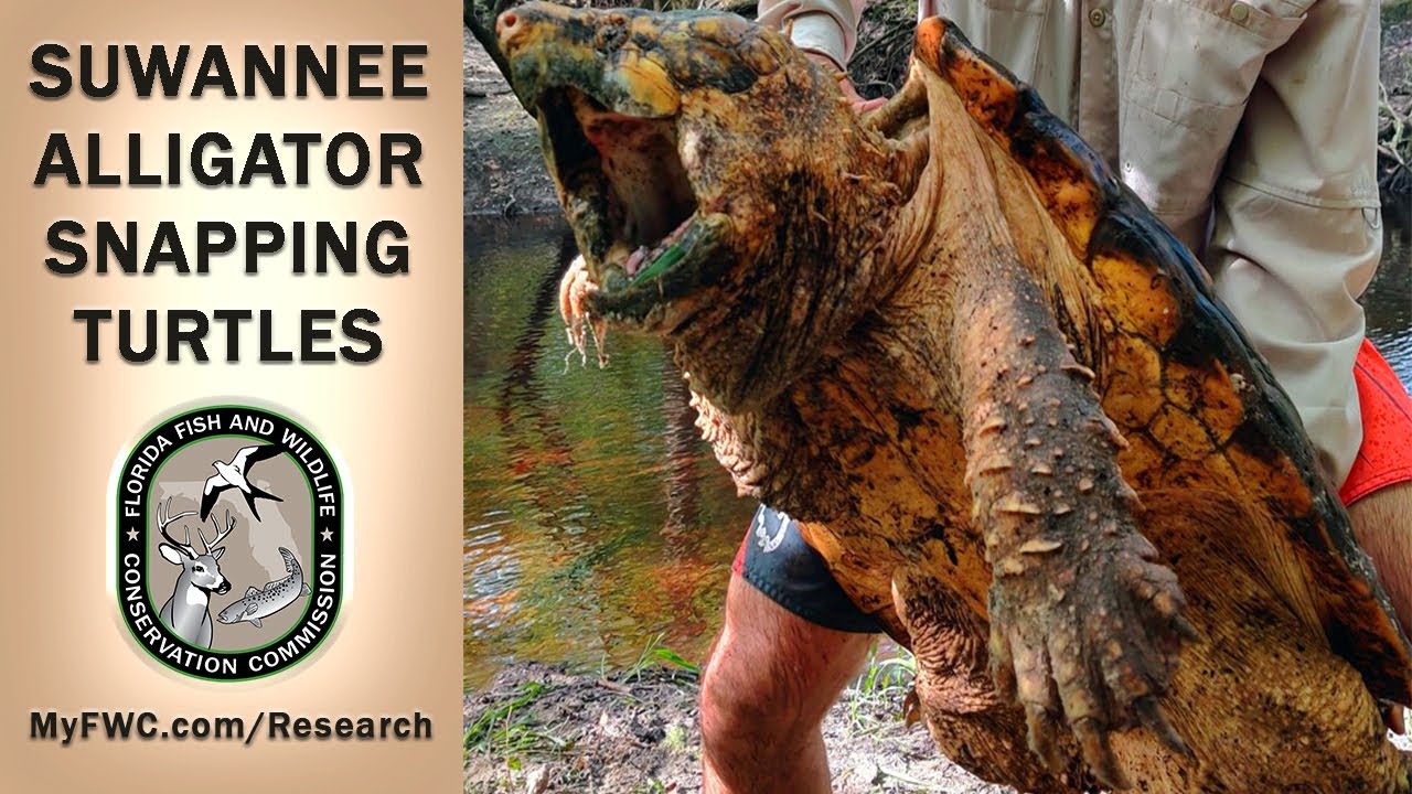 Suwannee Alligator Snapping Turtles