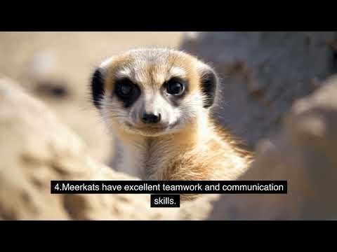 10 Fun Facts About Meerkats