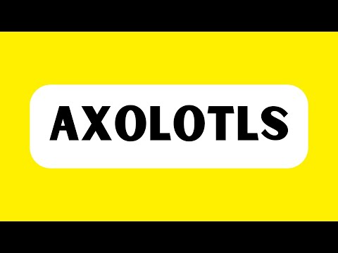 How to Pronounce Axolotls (Correctly)