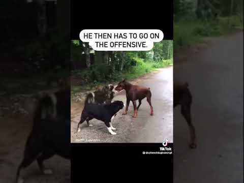 Never Turn Your Back On An Aggressive Dog