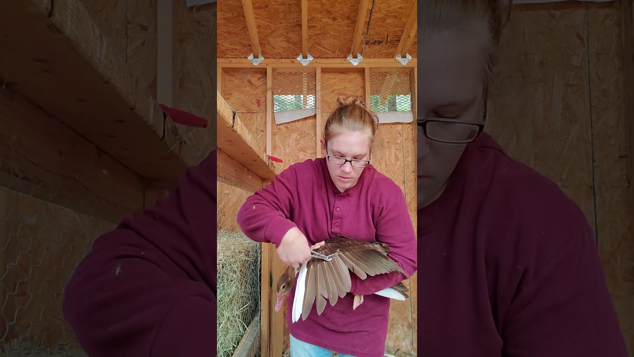 How to Clip Duck Flight Feathers