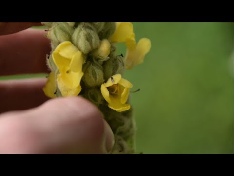 How To Identify Common Mullein - Medicinal Plants