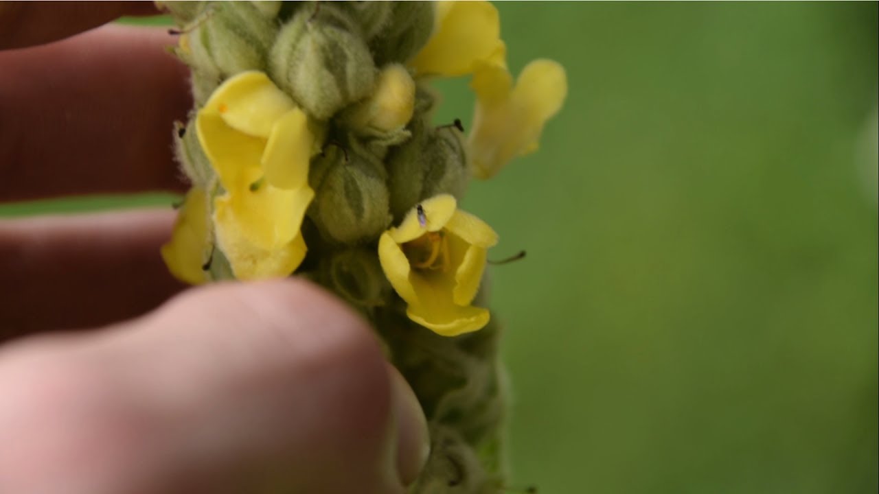 How To Identify Common Mullein - Medicinal Plants