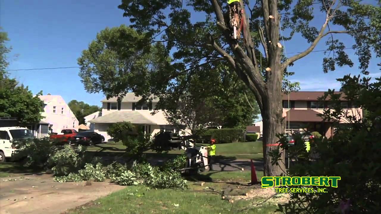 Strobert Tree Services - 302-394-0116