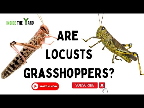 Are Locusts Grasshoppers?