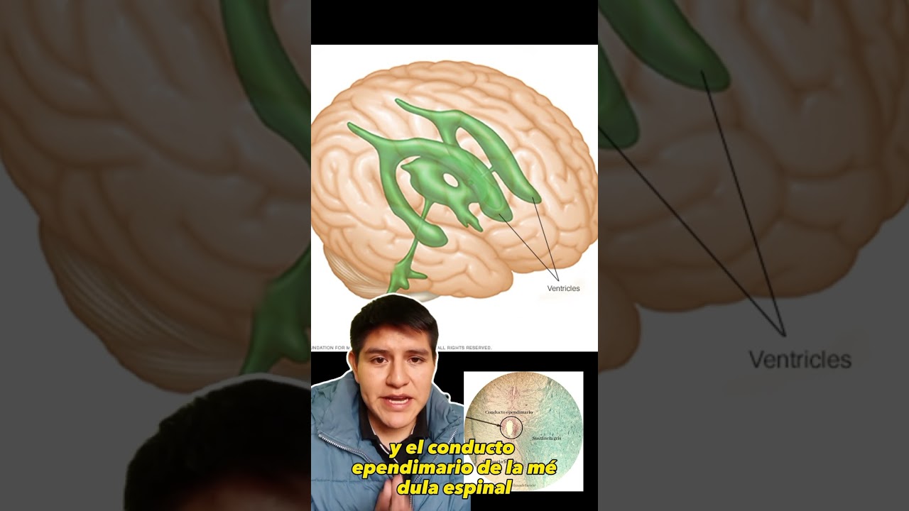 CÉLULAS EPENDIMARIAS - EPÉNDIMO