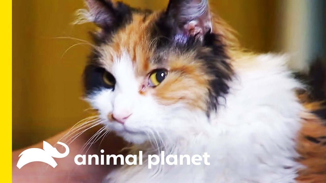 These Curly Cats Are The Perfect Affectionate Companion | Cats 101