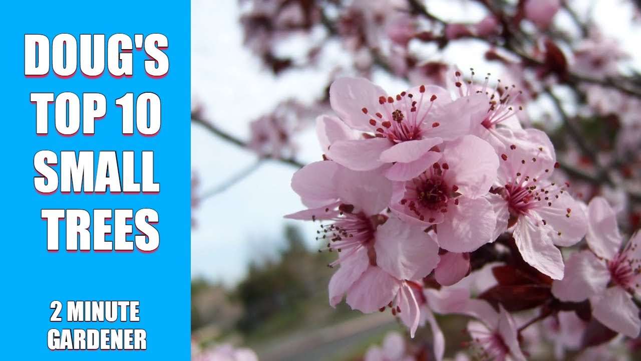Doug's Top 10 Small Trees for Small Spaces
