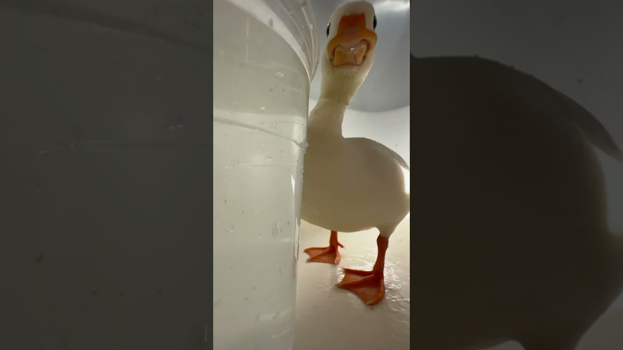 Cute and cursed pictures of my duck.  3 2 1 go meme.