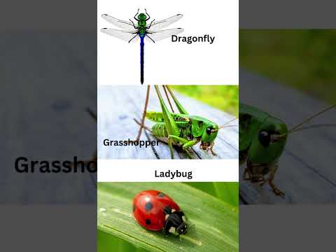 What is a simple definition of entomology? ||#youtubeshorts#@Kainat66