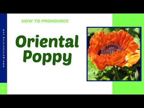 How to Say Oriental Poppy [In British English]