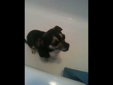 Sad Puppy Face