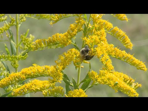 Goldenrod –Garden Notes