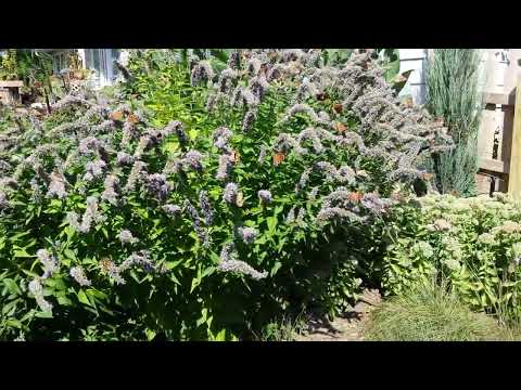 Painted ladies on Agastache foeniculum 'Blue Fortune' 2017