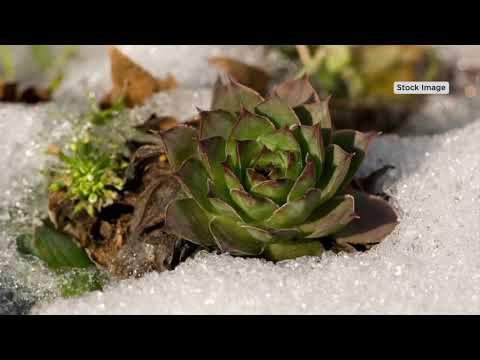 Roberta's 6-Piece Hardy Hens and Chicks Sempervivums Live Plants on QVC