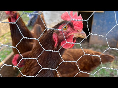 How Are The Production Reds And Other Chickens Moving