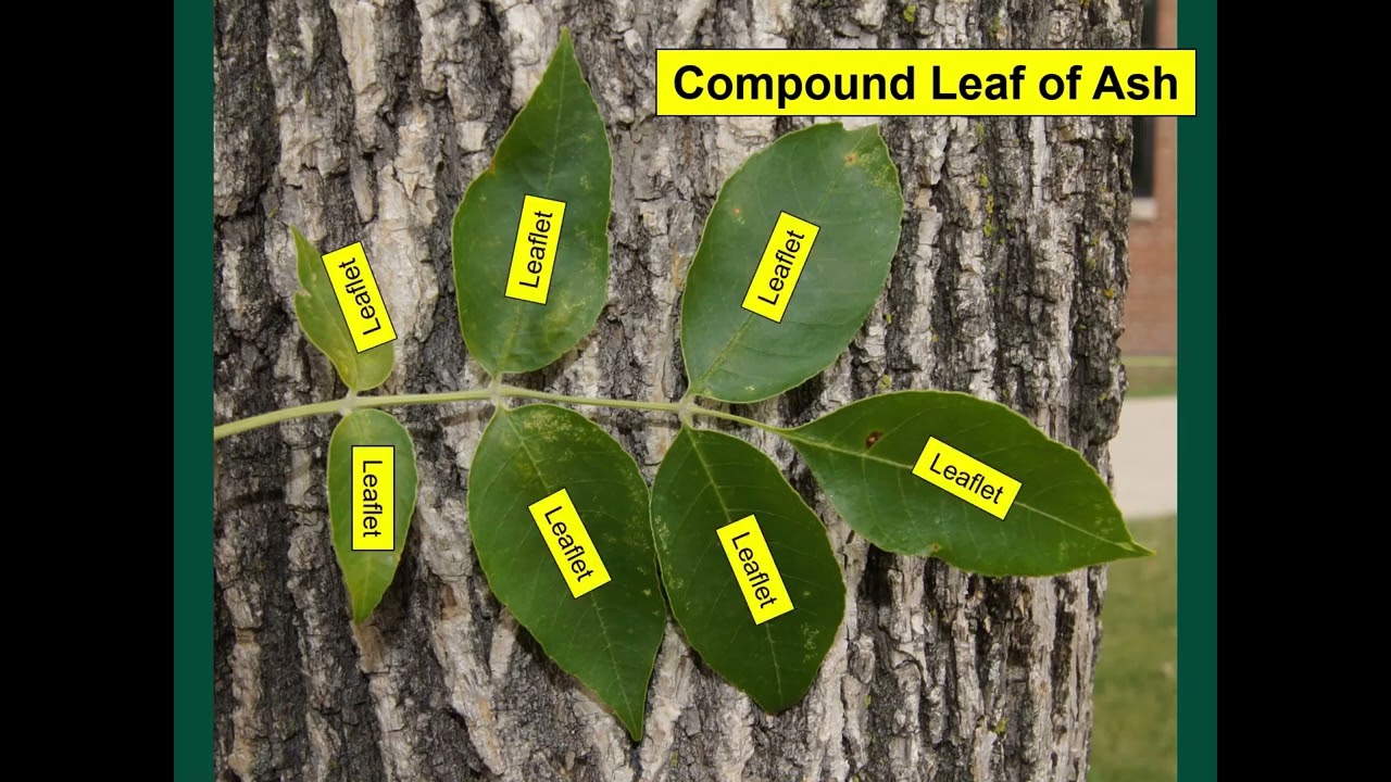 Ash Tree Identification in North Dakota