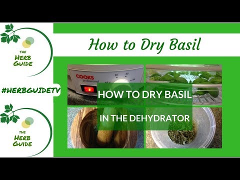 How to Dry Basil Leaves in the Dehydrator