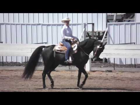 MI Zilal Al Hawah with Stonehurst Riding Center 2016