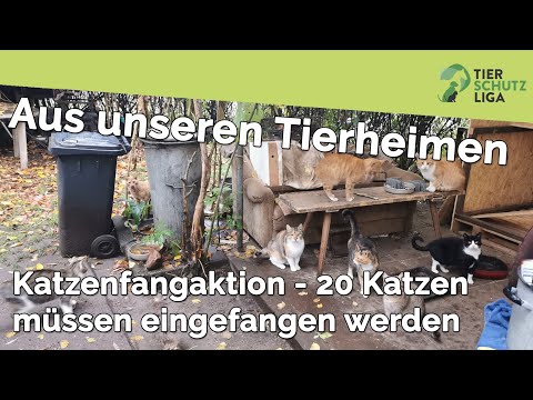 Tierschutzliga - Katzenfangaktion vom Tierschutzliga Dorf