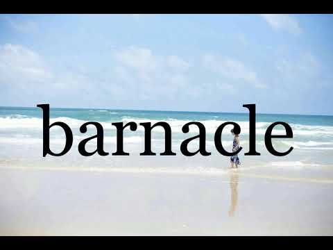 How To Pronounce barnacle🌈🌈🌈🌈🌈🌈Pronunciation Of barnacle