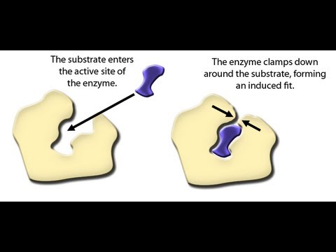 What are Enzymes?