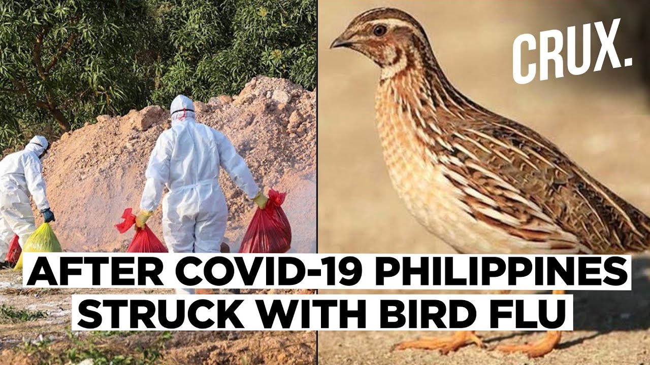 Double Panic In Philippines After Bird Flu Spreads Along With Coronavirus