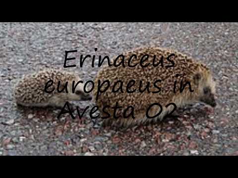 How to pronounce Erinaceus europaeus in Avesta 02 in Finnish?