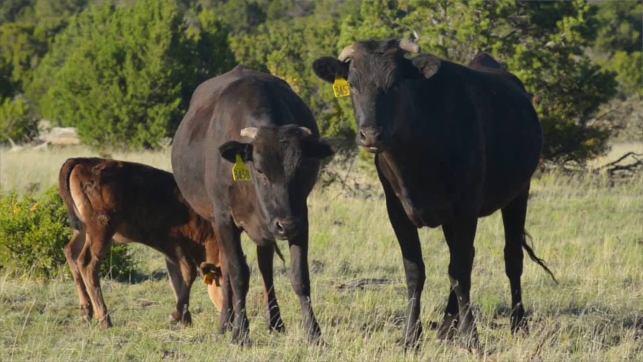 Raising 100% Fullblood Wagyu