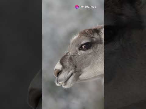 10 Fun Facts About Llamas You Didn’t Know !