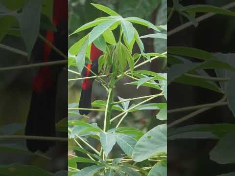 Let's Know About a Pretty Bird: Crimson Backed Tanager!!!#bird #birdlife #nature #wildlife #shorts
