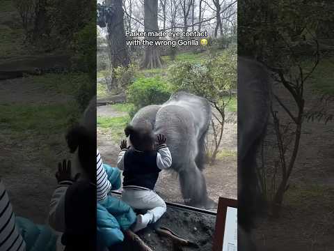 π€£π€£ #funny #funnyvideo #gorilla #monkey