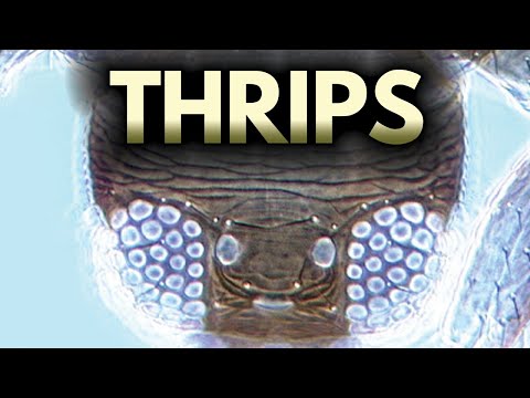 Thrips - An Ecological Overview of Thysanoptera