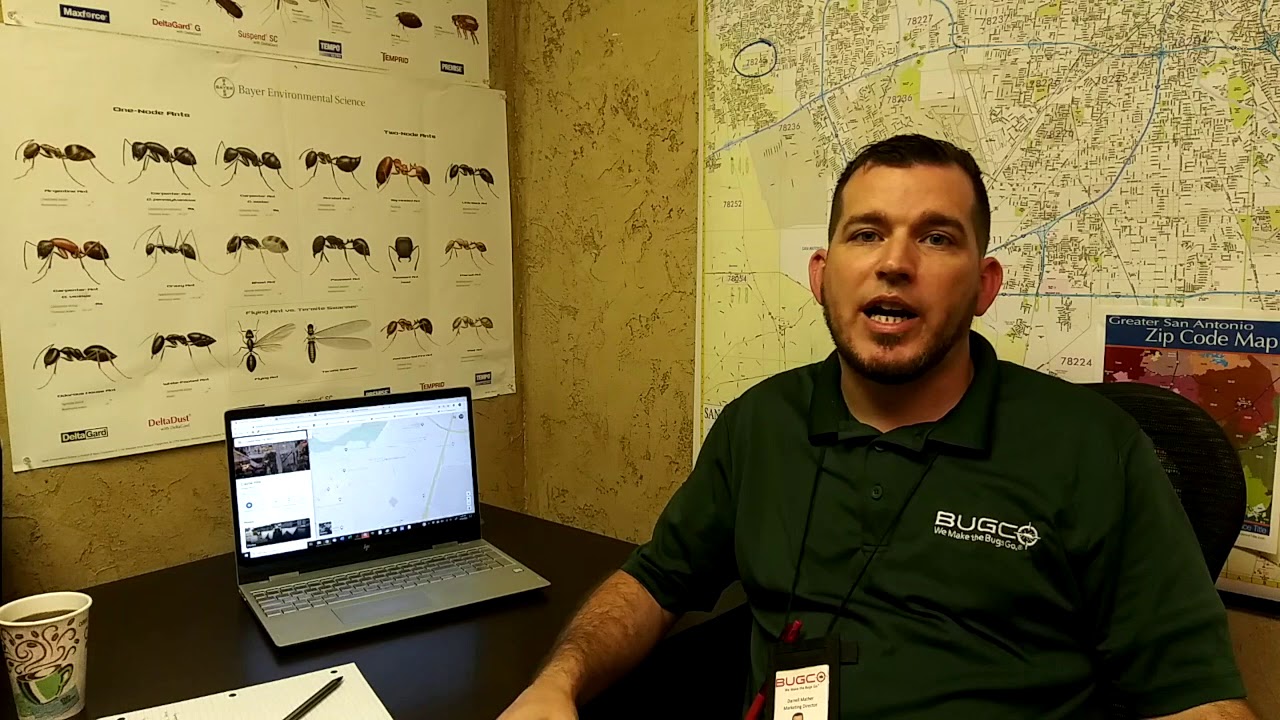 Do I Have Termites or Ants - BUGCO Pest Control San Antonio