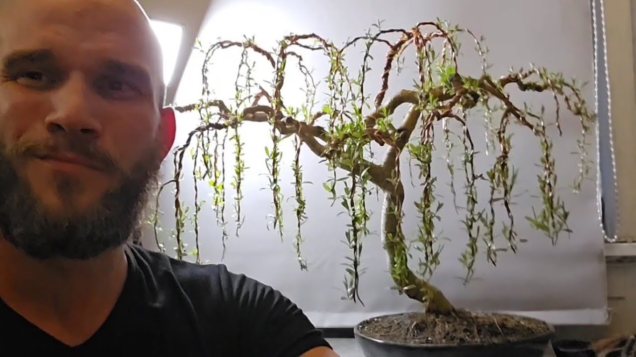 Weeping Willow Bonsai Tree Cutting Then & Now