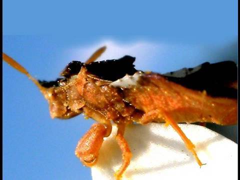 Ambush Assassin Bug of Hungary Ƣݔҩᾫ٨ӷ