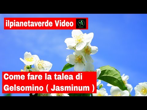 Come riprodurre il Gelsomino con la talea ( jasminum )