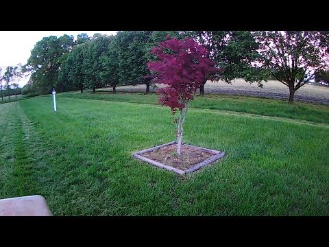 Selective broadleaf herbicide for the lawn