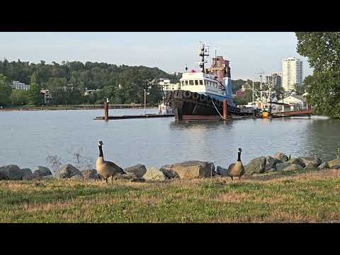 Baby Geese on a beautiful evening south of the Fraser River