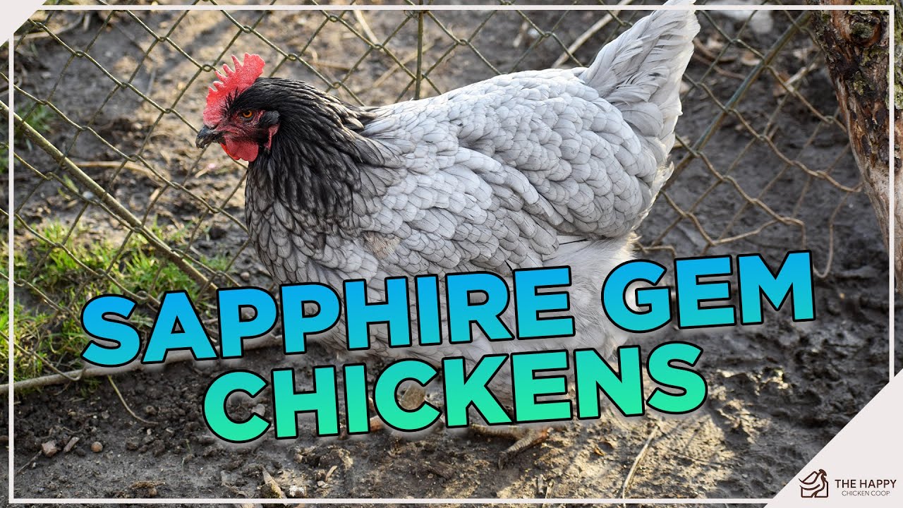 This Chicken Breed is A Gem! Don't Miss This Breed!