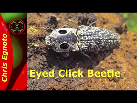 How click beetles move, new study | Dear Kitty. Some blog