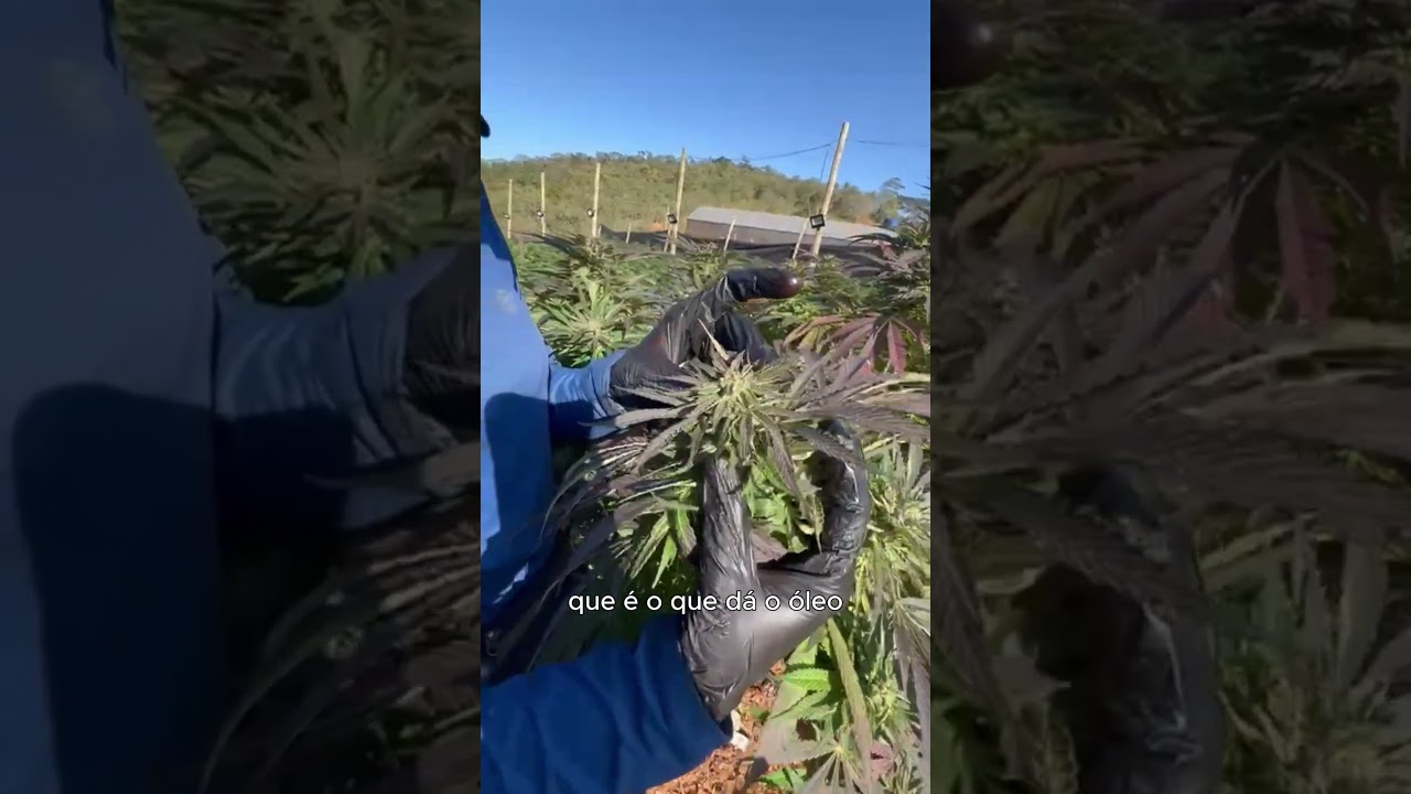 Sabe o que são tricomas?